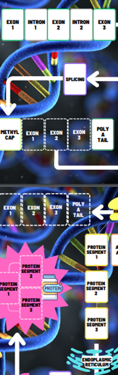 Home | Amgen Biotech Experience