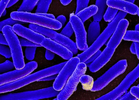 Bacterial Whack-A-Mole: The Rise of Drug Resistant “SuperBugs” | Amgen ...