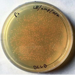 Plating Tips and Tricks | Amgen Biotech Experience