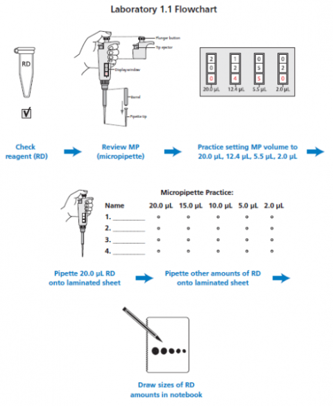 Using Flowcharts with ABE Labs | Amgen Biotech Experience